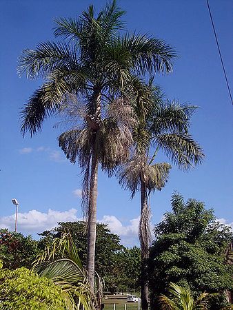 Roystonea princeps - Palmpedia - Palm Grower's Guide