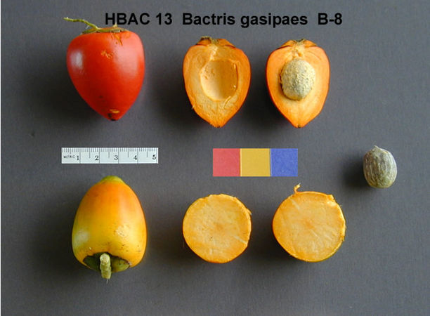Bactris gasipaes - Palmpedia - Palm Grower's Guide
