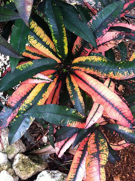 RED QUILL - Palmpedia - Palm Grower's Guide