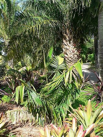 Attalea rostrata - Palmpedia - Palm Grower's Guide