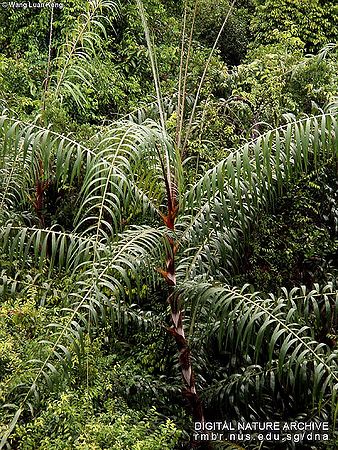 Plectocomia elongata - Palmpedia - Palm Grower's Guide