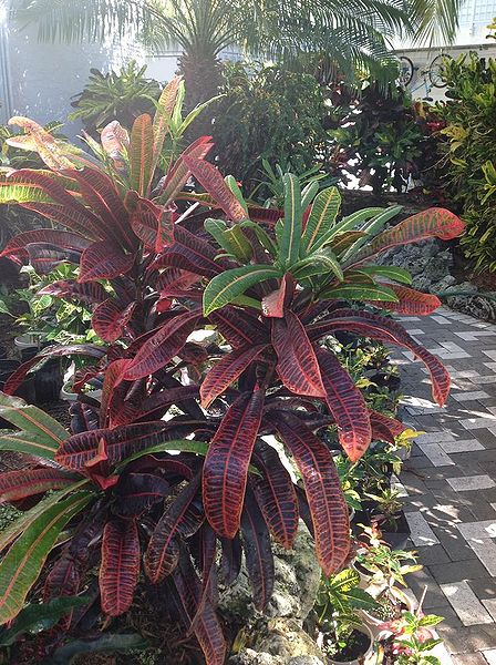 CARDINAL - Palmpedia - Palm Grower's Guide