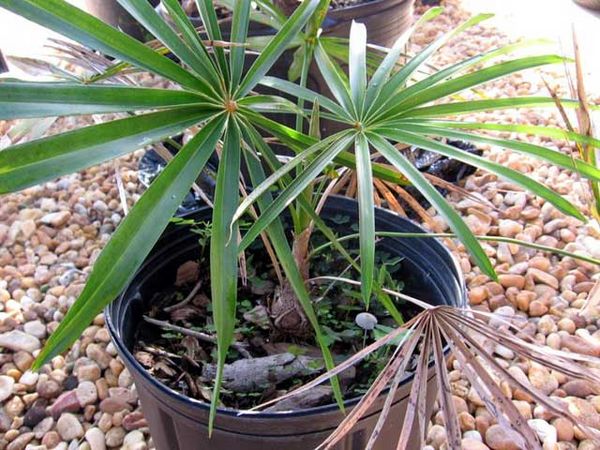 Coccothrinax cupularis - Palmpedia - Palm Grower's Guide