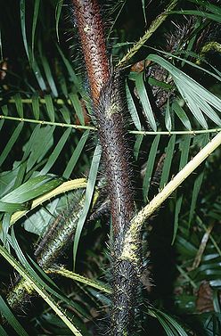 Daemonorops jenkinsiana - Palmpedia - Palm Grower's Guide