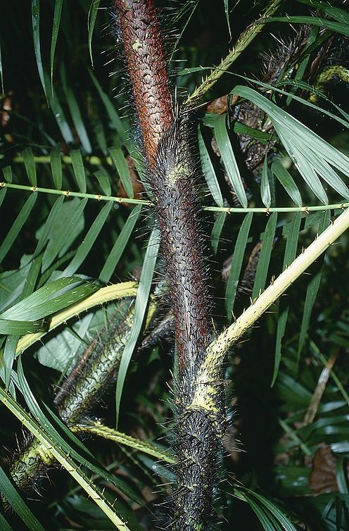 Daemonorops jenkinsiana - Palmpedia - Palm Grower's Guide