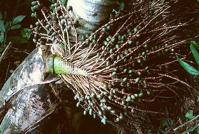 Oenocarpus bataua - Palmpedia - Palm Grower's Guide