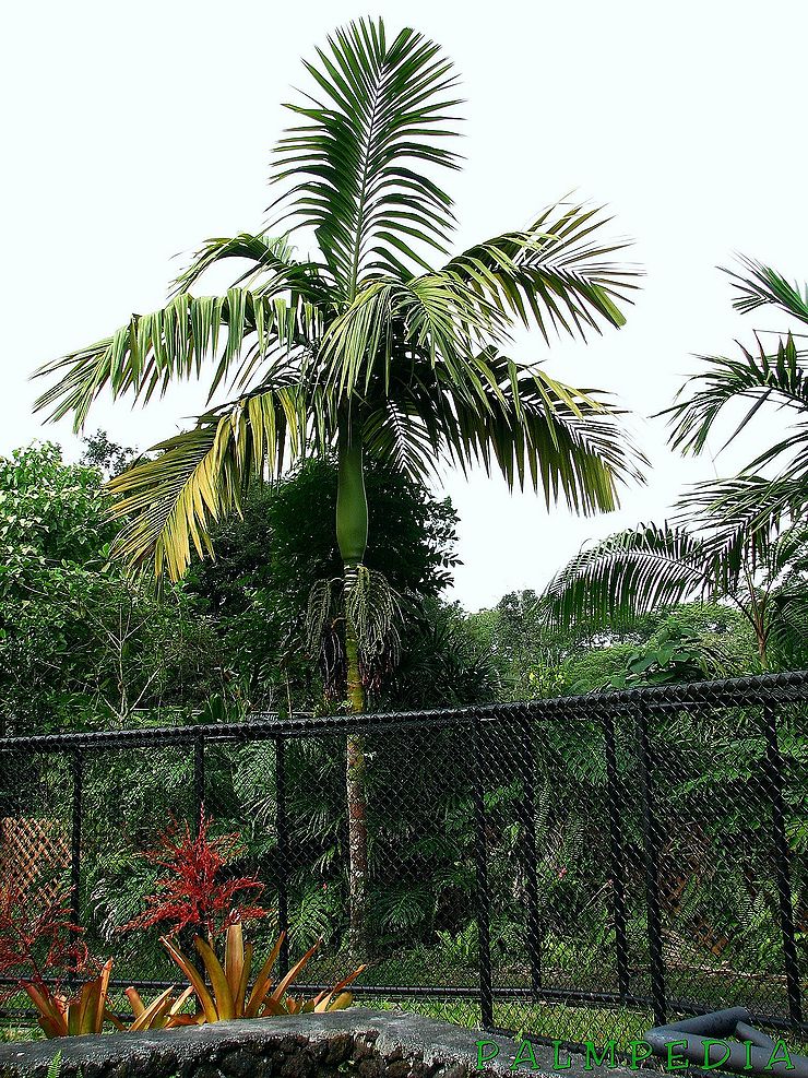 Pinanga speciosa - Palmpedia - Palm Grower's Guide