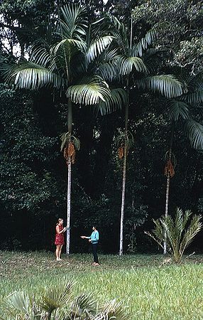 Pinanga javana - Palmpedia - Palm Grower's Guide