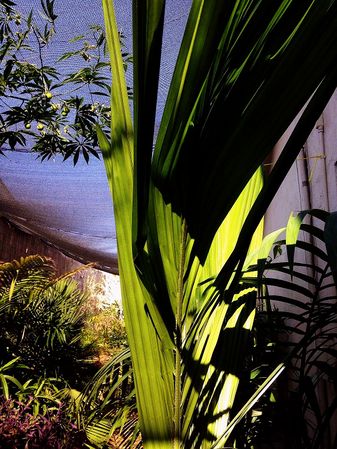 Syagrus pseudococos - Palmpedia - Palm Grower's Guide