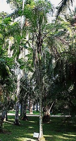 Syagrus cocoides - Palmpedia - Palm Grower's Guide