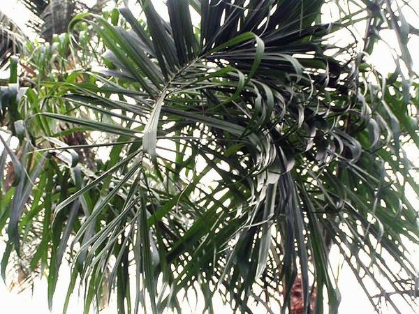 Syagrus macrocarpa - Palmpedia - Palm Grower's Guide