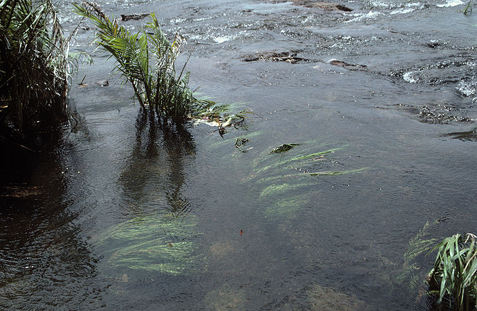 Ravenea musicalis - Palmpedia - Palm Grower's Guide