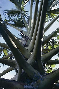 Borassus madagascariensis - Palmpedia - Palm Grower's Guide