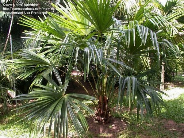 Pholidocarpus macrocarpus - Palmpedia - Palm Grower's Guide