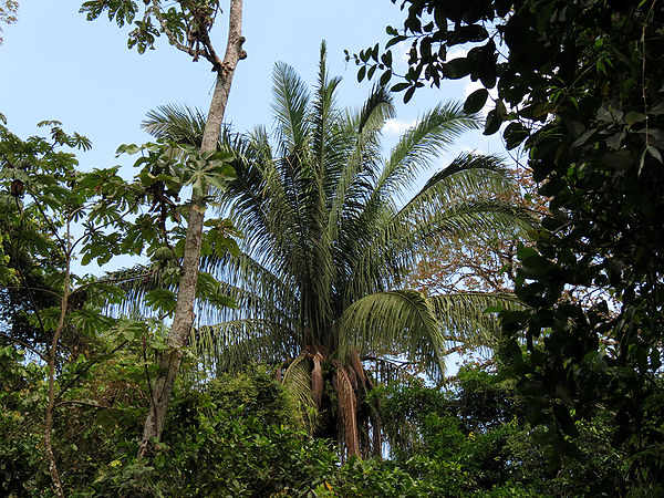 Attalea rostrata - Palmpedia - Palm Grower's Guide