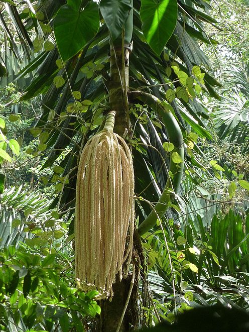 Iriartea deltoidea - Palmpedia - Palm Grower's Guide