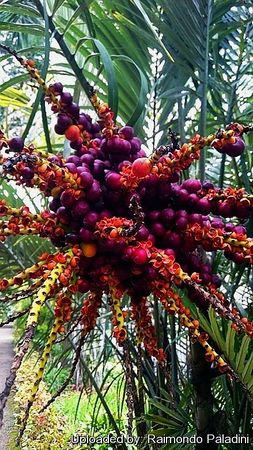 Arenga tremula - Palmpedia - Palm Grower's Guide