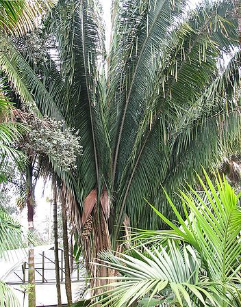 Attalea cohune - Palmpedia - Palm Grower's Guide