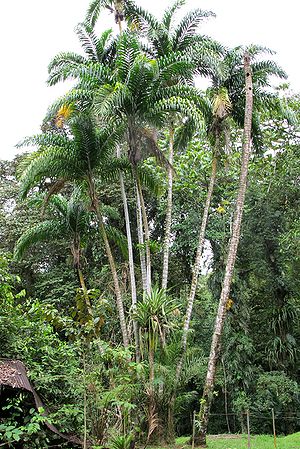 Bactris gasipaes - Palmpedia - Palm Grower's Guide