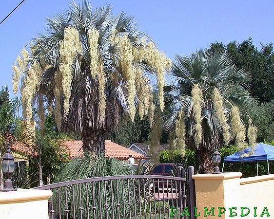 Brahea armata - Palmpedia - Palm Grower's Guide