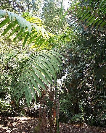 Chamaedorea tepejilote - Palmpedia - Palm Grower's Guide
