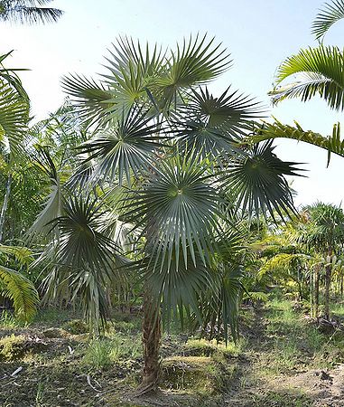 Coccothrinax cupularis - Palmpedia - Palm Grower's Guide