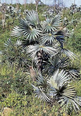Coccothrinax macroglossa - Palmpedia - Palm Grower's Guide
