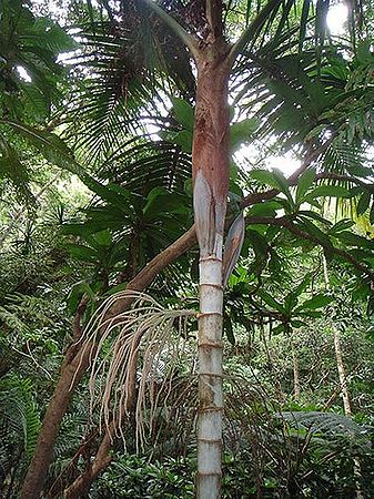 Cyphophoenix alba - Palmpedia - Palm Grower's Guide