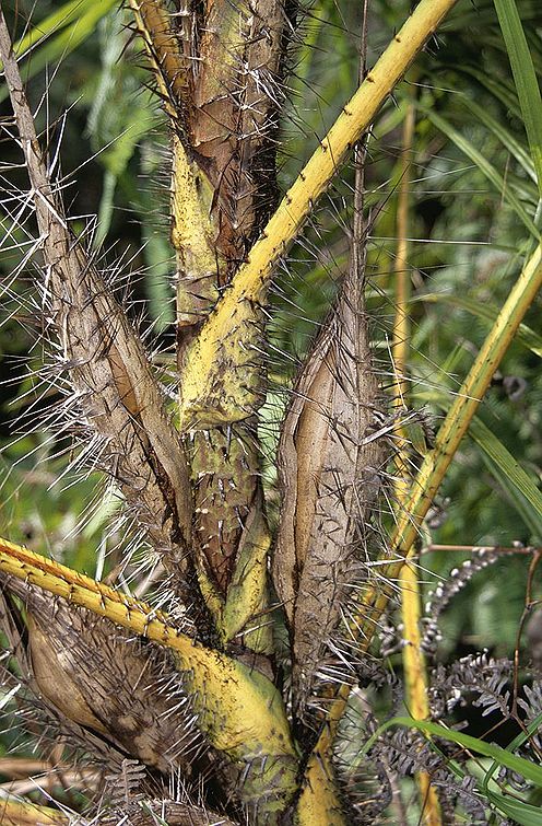 Daemonorops fissa - Palmpedia - Palm Grower's Guide