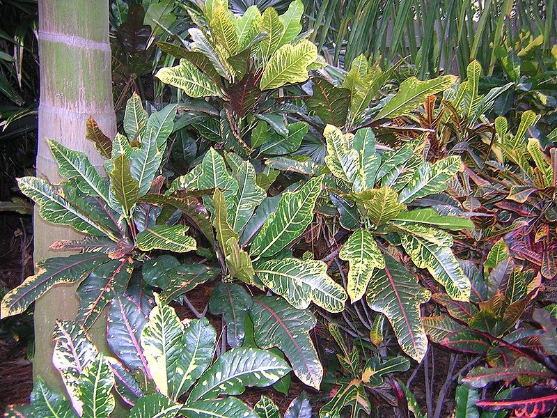 DR. LIN YU TANG - Palmpedia - Palm Grower's Guide