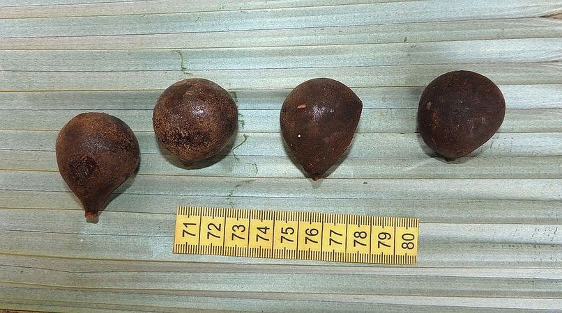 Sabinaria magnifica - Palmpedia - Palm Grower's Guide