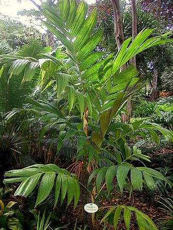 Pinanga - Alchetron, The Free Social Encyclopedia