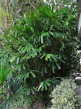 Licuala paludosa - Palmpedia - Palm Grower's Guide