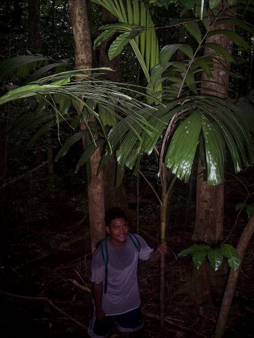 Balaka insularis - Palmpedia - Palm Grower's Guide