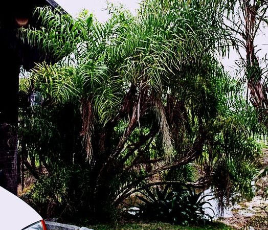 Syagrus flexuosa - Palmpedia - Palm Grower's Guide