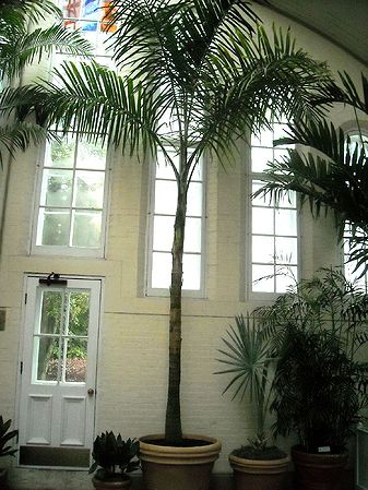 Gaussia maya - Palmpedia - Palm Grower's Guide