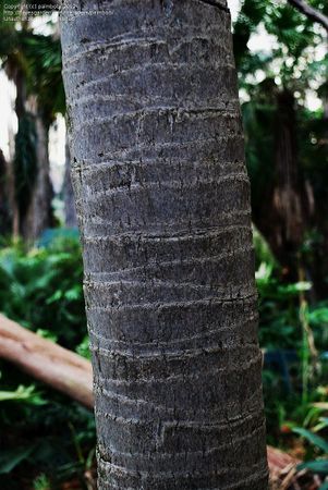 Trachycarpus martianus - Palmpedia - Palm Grower's Guide