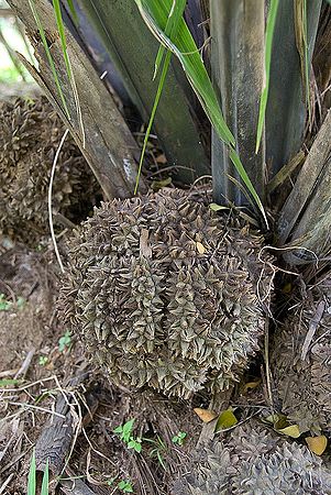 Phytelephas macrocarpa - Palmpedia - Palm Grower's Guide