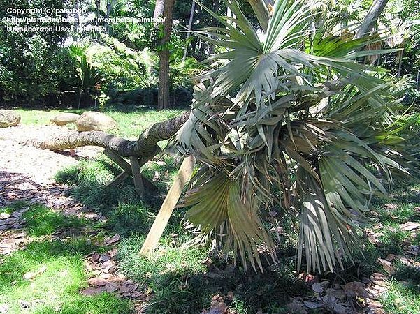 Hyphaene coriacea - Palmpedia - Palm Grower's Guide