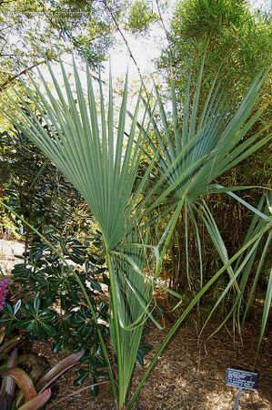 Sabal rosei - Palmpedia - Palm Grower's Guide