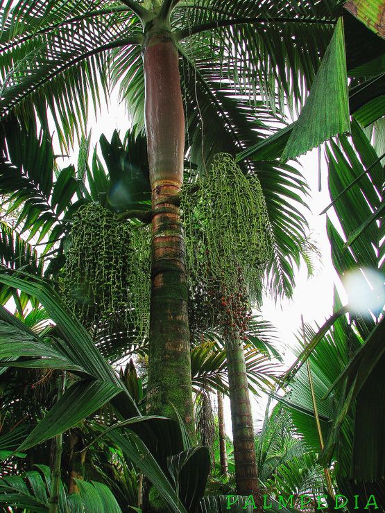 Archontophoenix purpurea - Palmpedia - Palm Grower's Guide