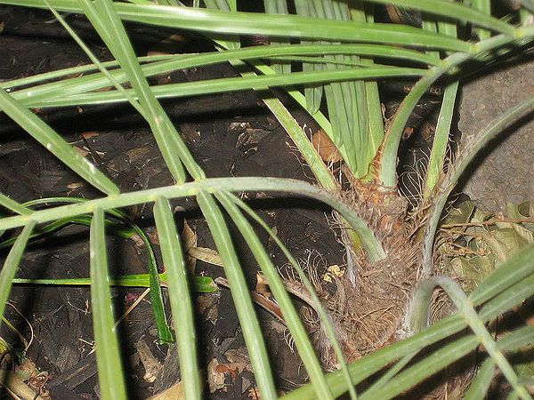 Butia archeri - Palmpedia - Palm Grower's Guide