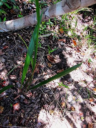 Barcella odora - Palmpedia - Palm Grower's Guide