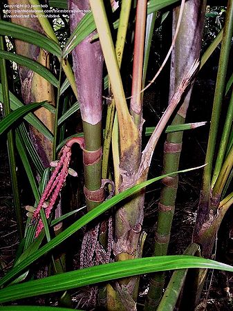 Pinanga malaiana - Palmpedia - Palm Grower's Guide