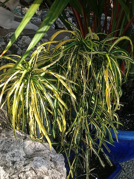 GOLDILOCKS - Palmpedia - Palm Grower's Guide