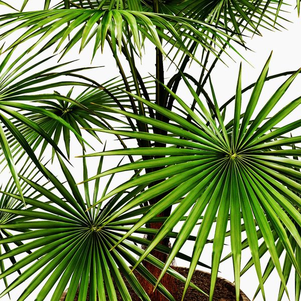 File:Palm-thrinax-radiata-3d-model-max-obj-fbx.jpg - Palmpedia - Palm ...