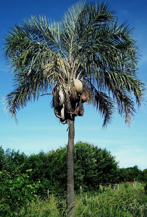 Syagrus coronata - Palmpedia - Palm Grower's Guide