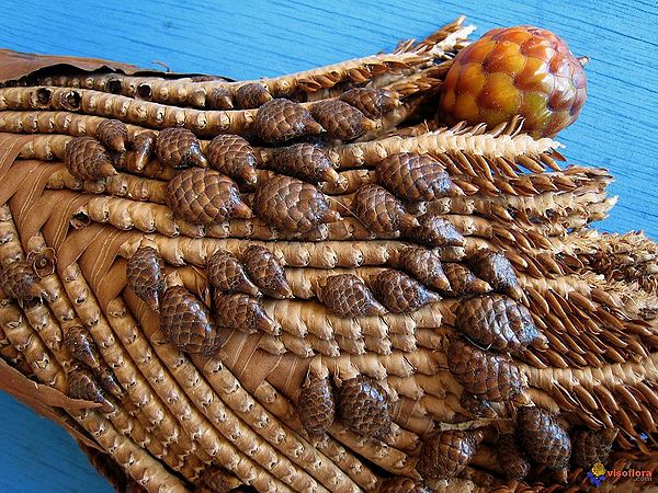 raffia wiki Cheaper Than Retail Price> Buy Clothing, Accessories and ...