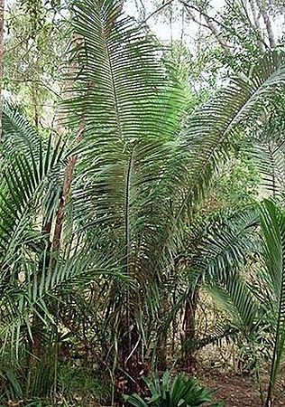 Astrocaryum murumuru - Palmpedia - Palm Grower's Guide