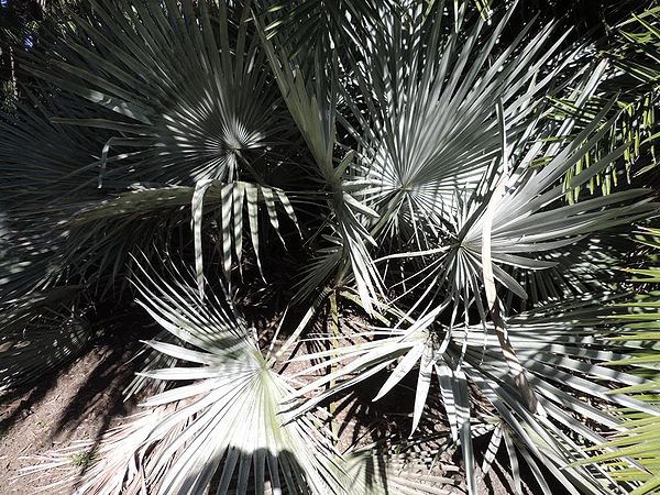 Brahea decumbens - Palmpedia - Palm Grower's Guide